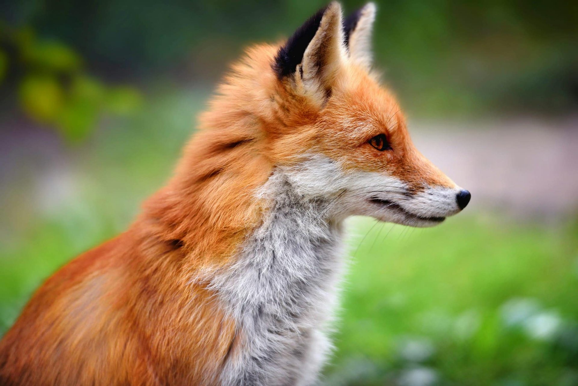 Le Corgi : comprendre l'alimentation de ce chien renard - Au Poil
